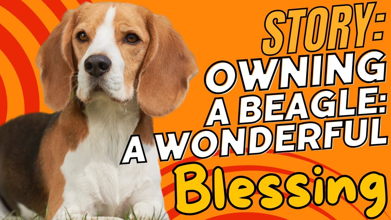 Story: Owning a Beagle: A Wonderful Blessing 🐶💖 - YouTube