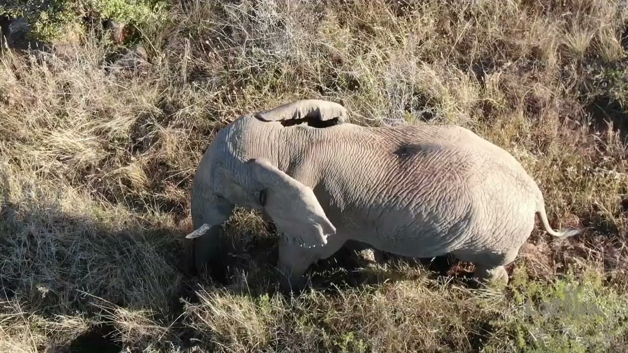 The Human Elephant Foundation -David White - YouTube