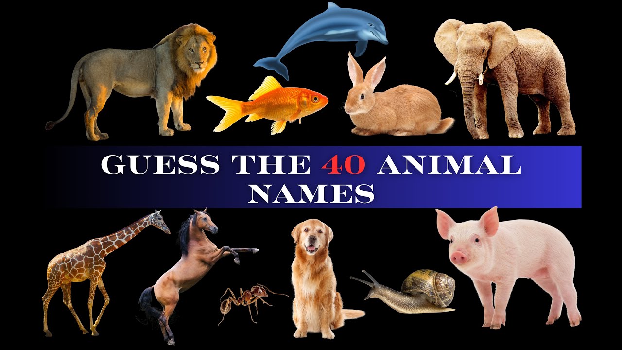 Guess the Animal Name: Fun Quiz with 40 Animals for Kids! - YouTube