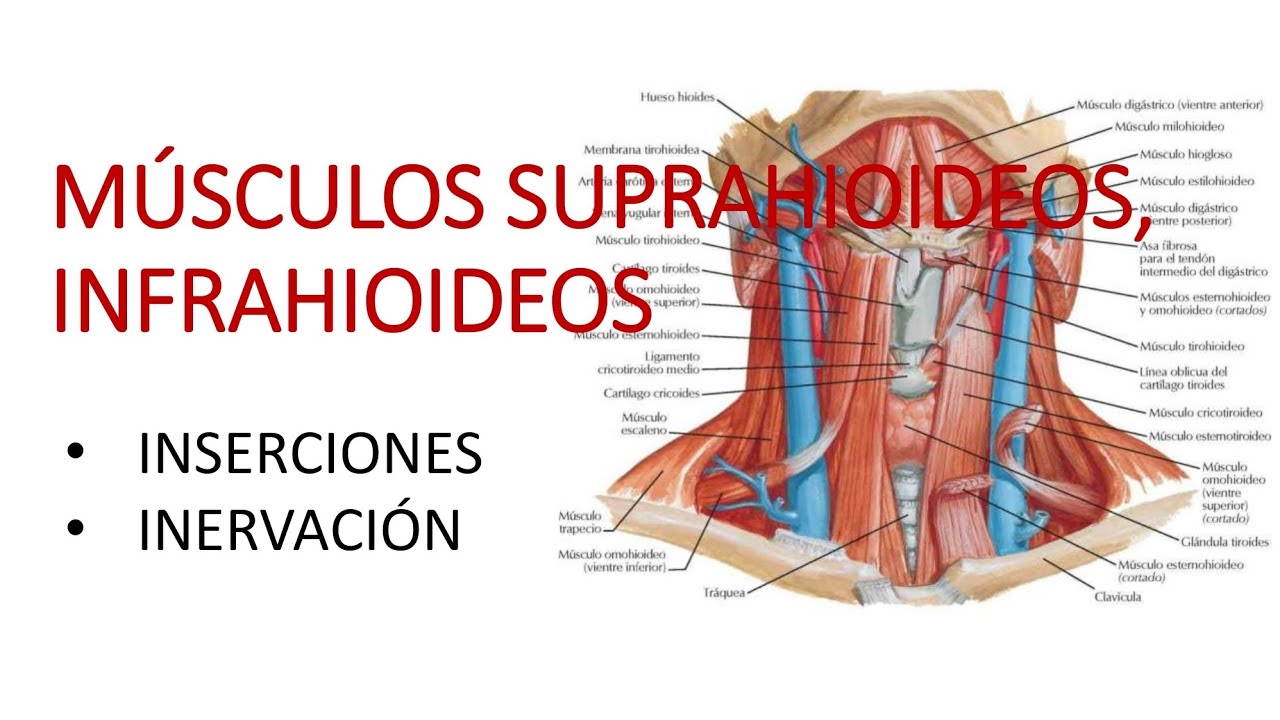 MÚSCULOS SUPRAHIOIDEOS, INFRAHIOIDEOS (Inserciones, Inervación) - YouTube