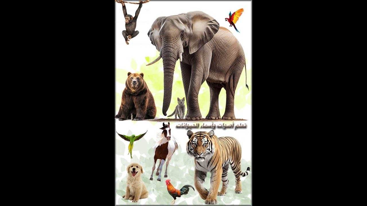 Animal Sounds Alphabetic in Google Play NOW - YouTube