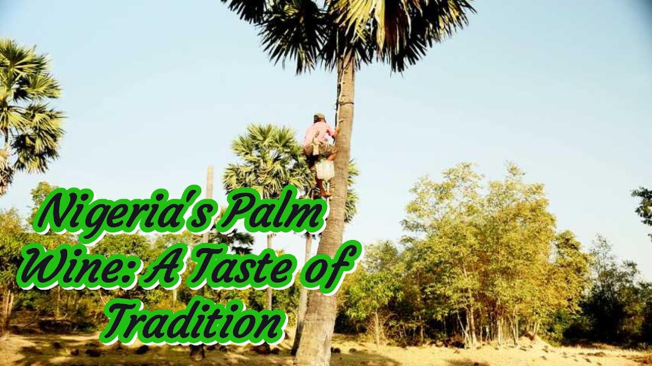 Nigeria's Palm Wine: A Taste of Tradition - YouTube