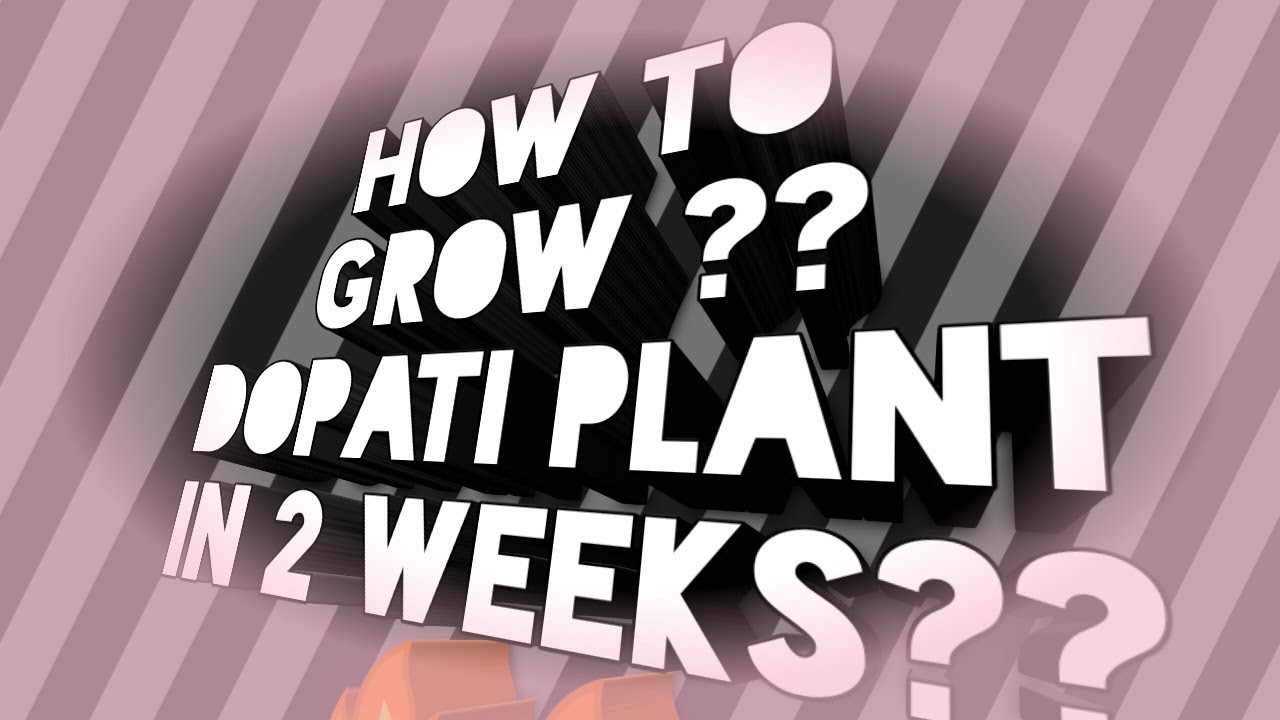 HOW TO GROW INDIAN "DOPATI" PLANT??/IN 2 WEEKS??🔥🔥 - YouTube