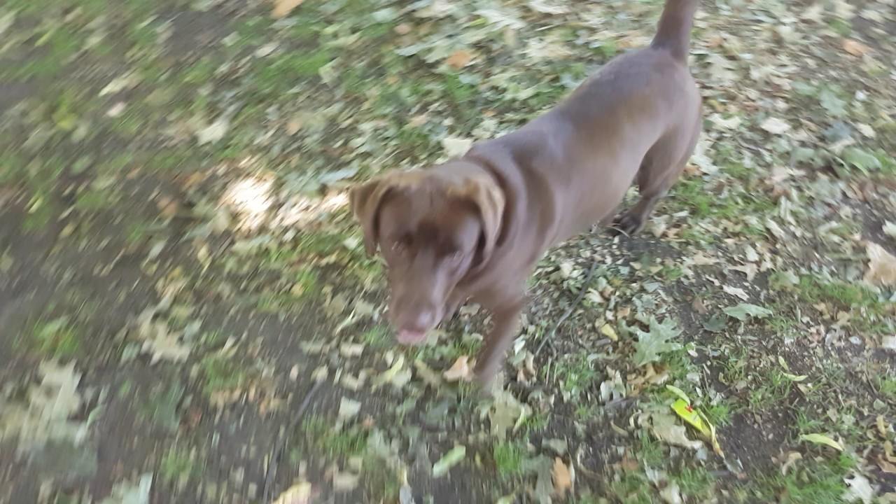 Dog walking chocolate Labrador Rosie - YouTube