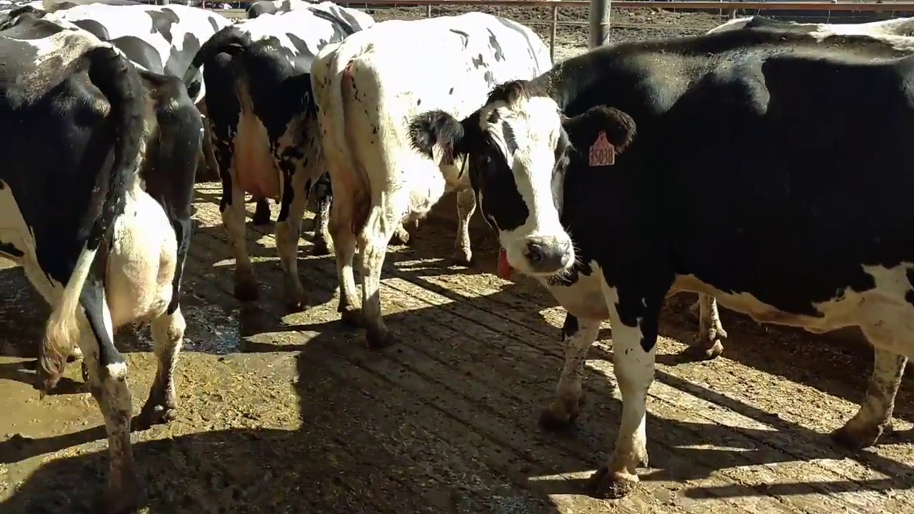 Legs & Hocks - YouTube