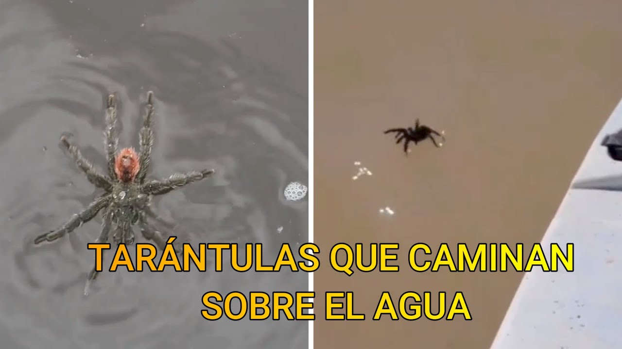 Los Videos mas Raros del Mundo 342 / Videos Extraños - YouTube