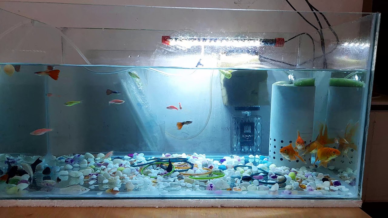 Nidhi Nia rocks...... - YouTube