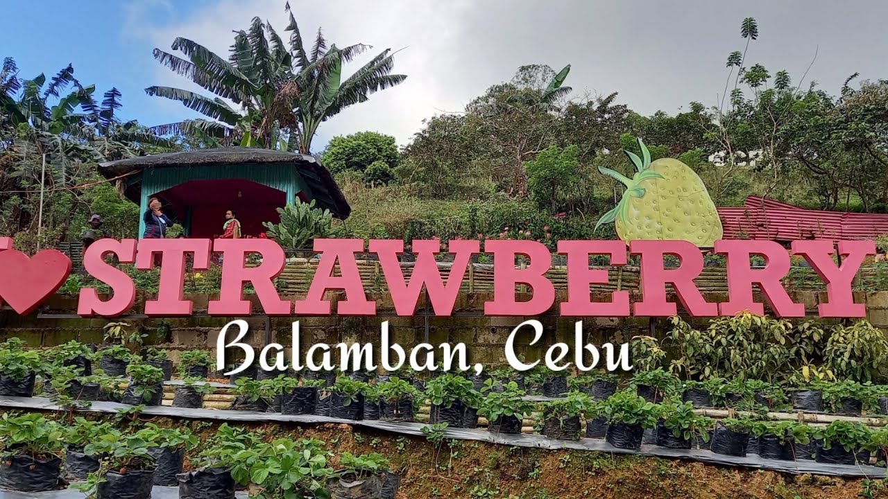 Strawberry Farm Tour | Balamban, Cebu - YouTube