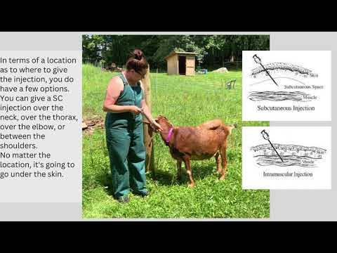 Subcutaneous Injection: Sheep, Goats, Alpacas and Llamas - YouTube