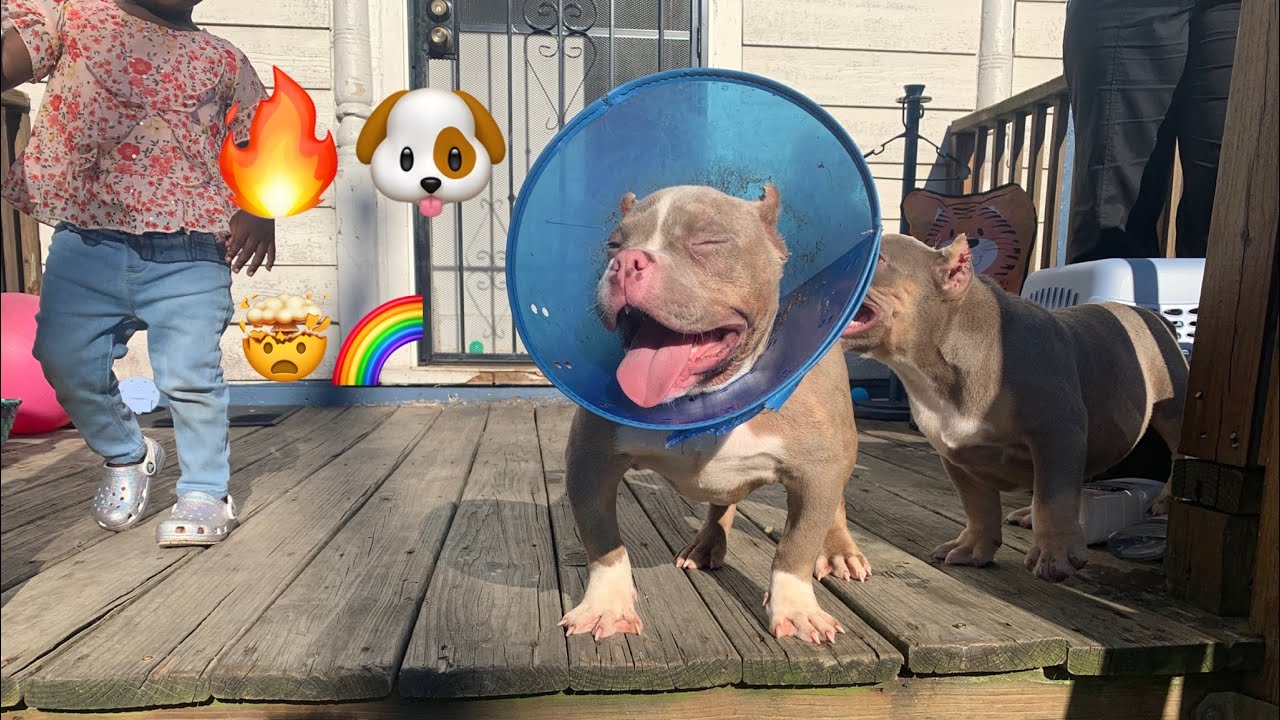 Bully Farm (We brung out all are exotic bully’s🔥🌈 - YouTube