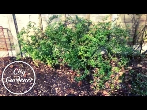 Propagating Gooseberries by Layering - in Seconds - YouTube