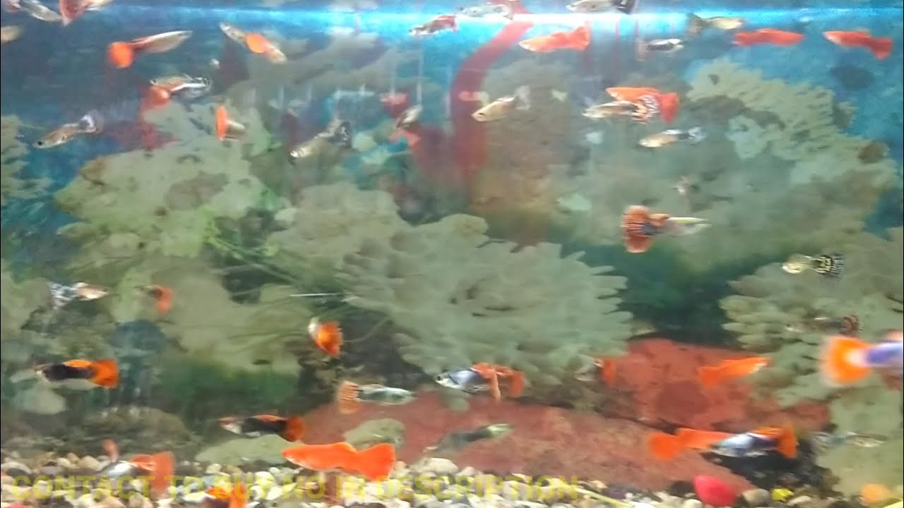 Fish price in Nepal , Birat Aquarium fishes and fish price update - YouTube