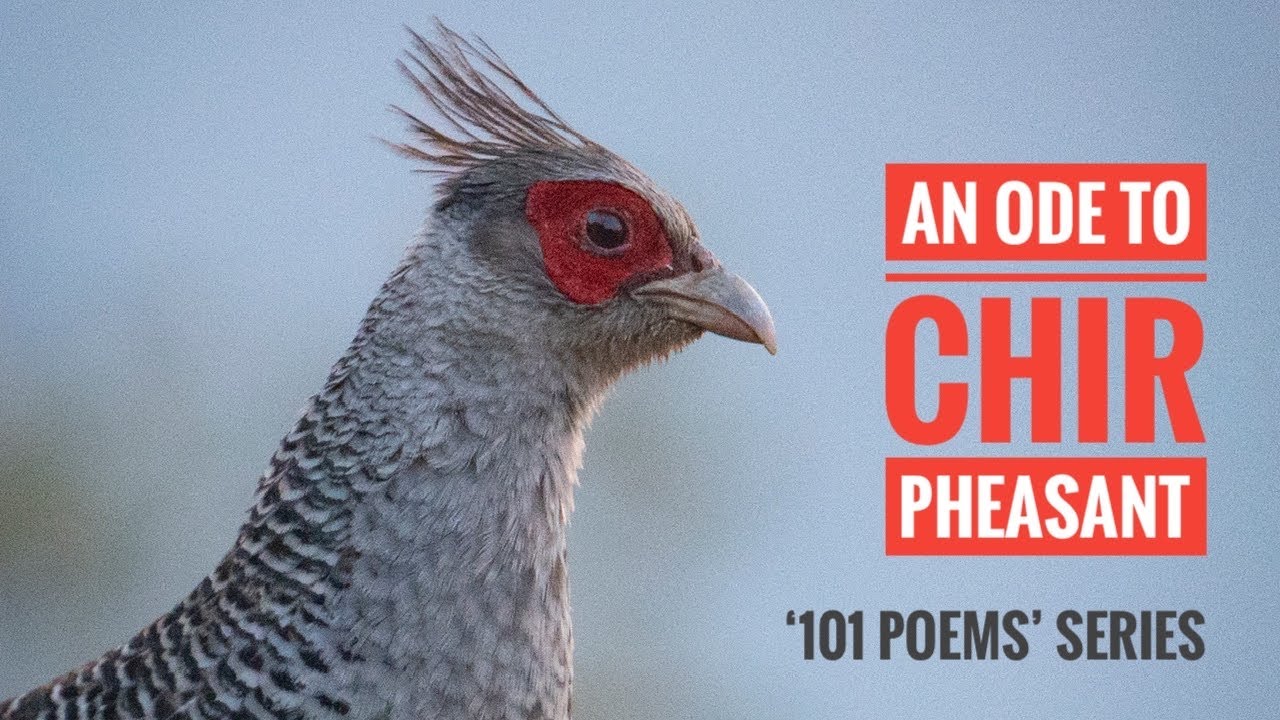 Ode to Chir Pheasant (Cheer/Wallich's Pheasant): ‘101 Poems’ on ...