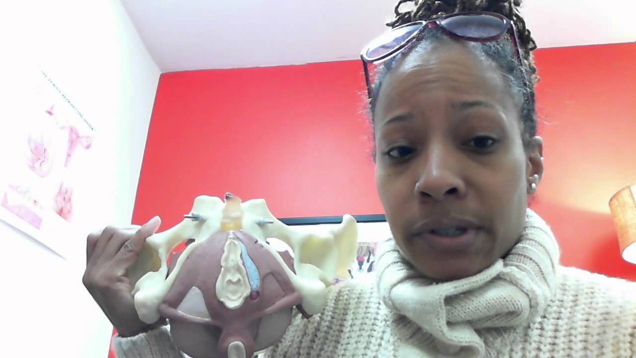 Pelvic Love: Pelvic Anatomy - YouTube