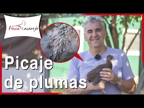 Cómo evitar el picaje en las gallinas, perdices, faisanes y otras aves. Capítulo 1