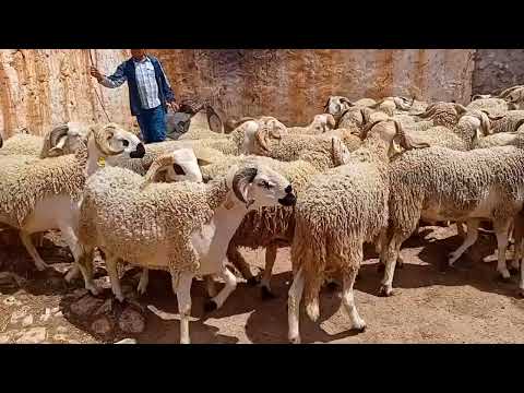 40 hawli sardi - YouTube