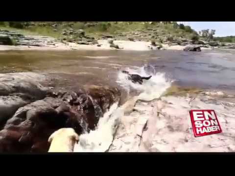 Arkadaşını kurtaran koca yürekli köpek. Seni de unutmadık.