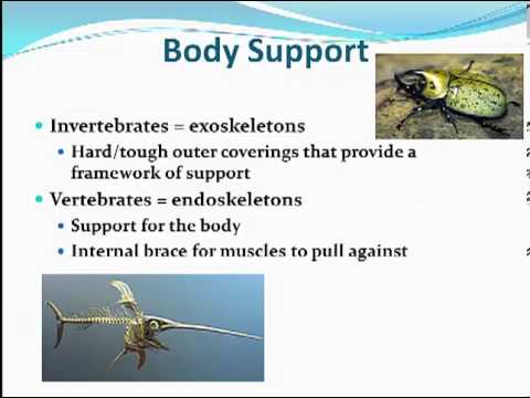 General Animal Characteristics - YouTube