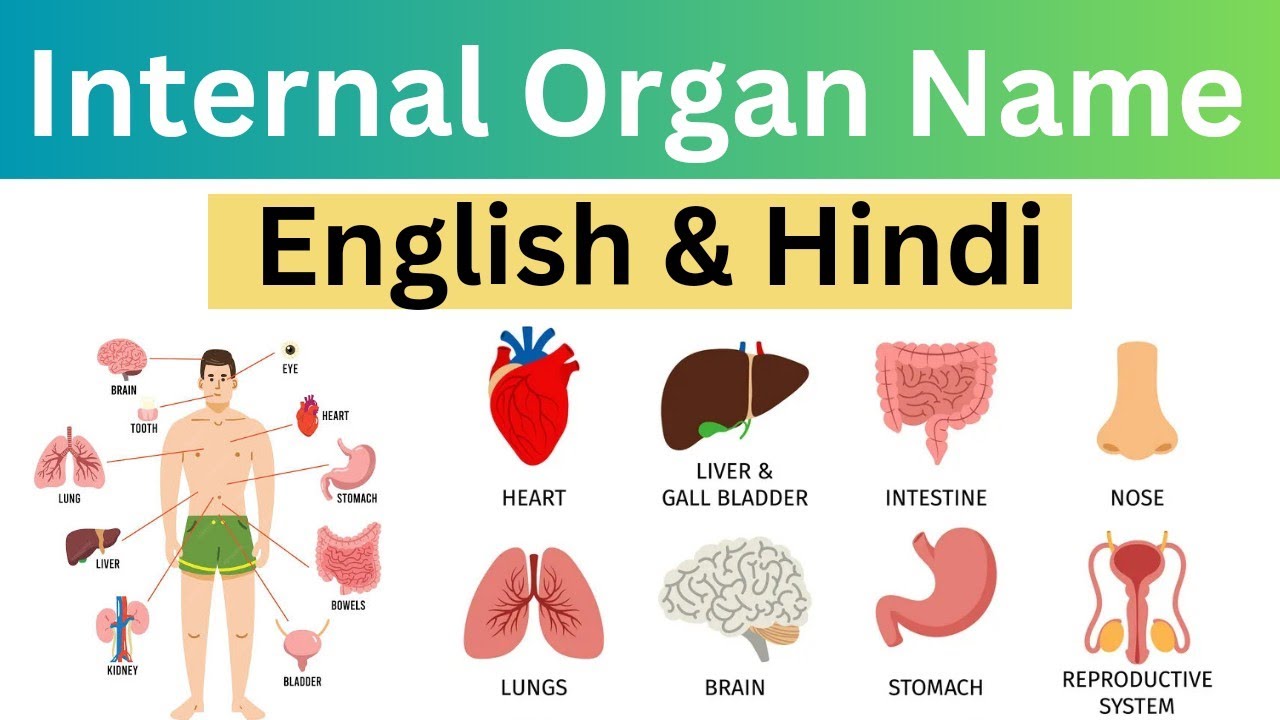 Human Body Internal Parts Name With Picture In English - Infoupdate.org