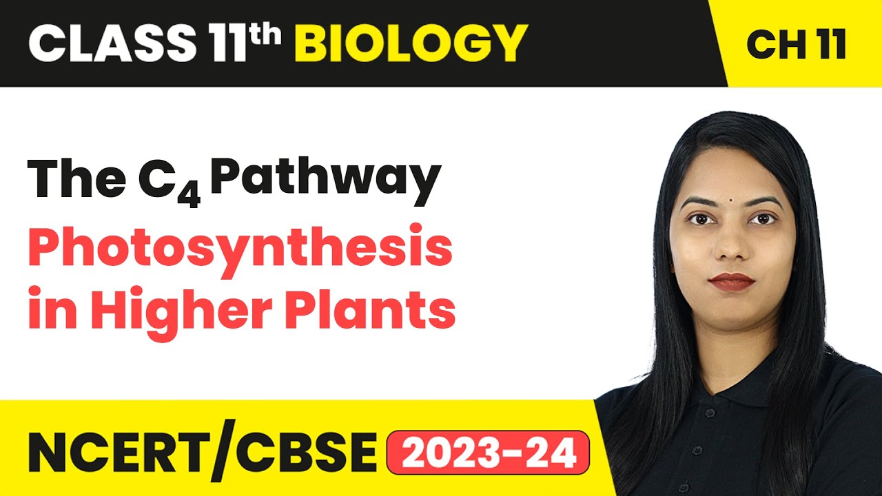 The C4 Pathway - Photosynthesis in Higher Plants | Class 11 Biology ...