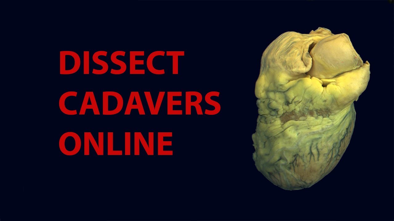 How to study and teach real anatomy from home - 4D Interactive Anatomy ...