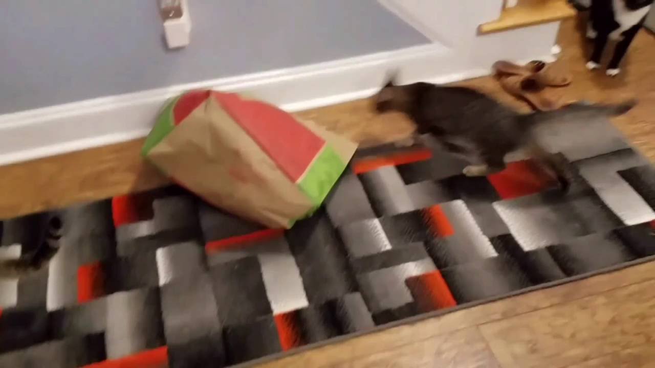 Dobby & Paper Bag & Super Hop - YouTube