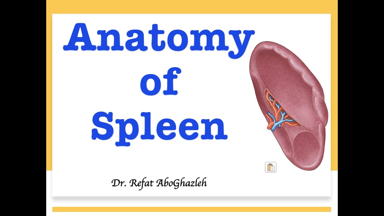Surface Anatomy Of Spleen Accessory Spleen – A Report Of Anatomical