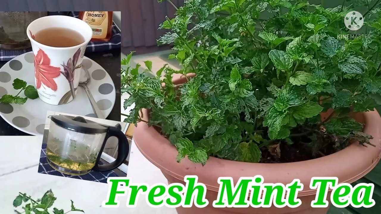HOW TO MAKE A FRESH MINT TEA AND HOW TO STORE IT FOR WINTER SEASON ...