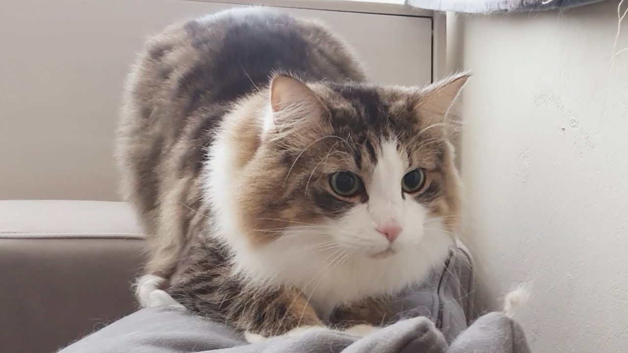 Happy flying wiggle cat - YouTube