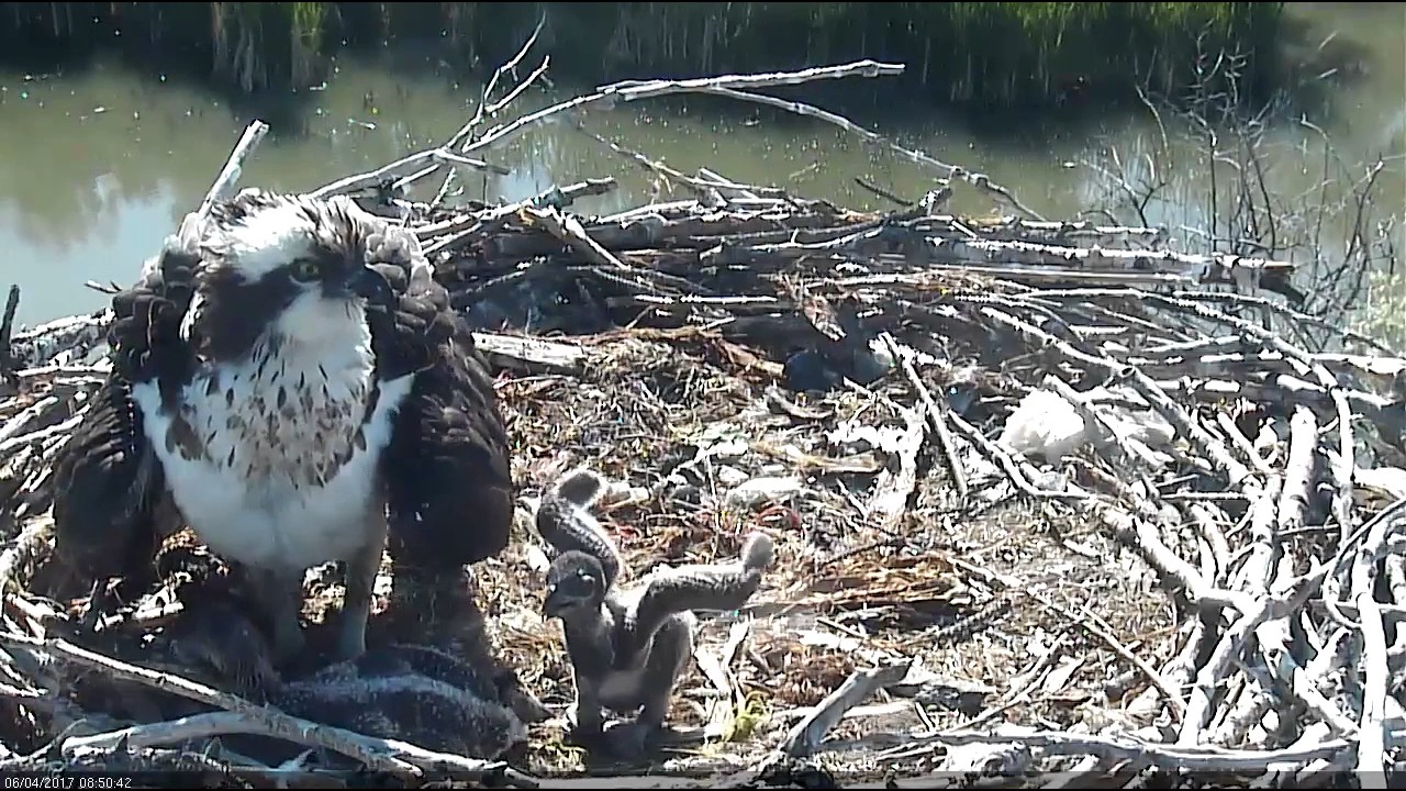 6/4/17 #3 tries out flying - Boulder County Osprey Cam - YouTube