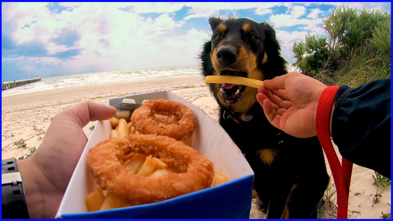 What Happens If A Dog Eats Chips