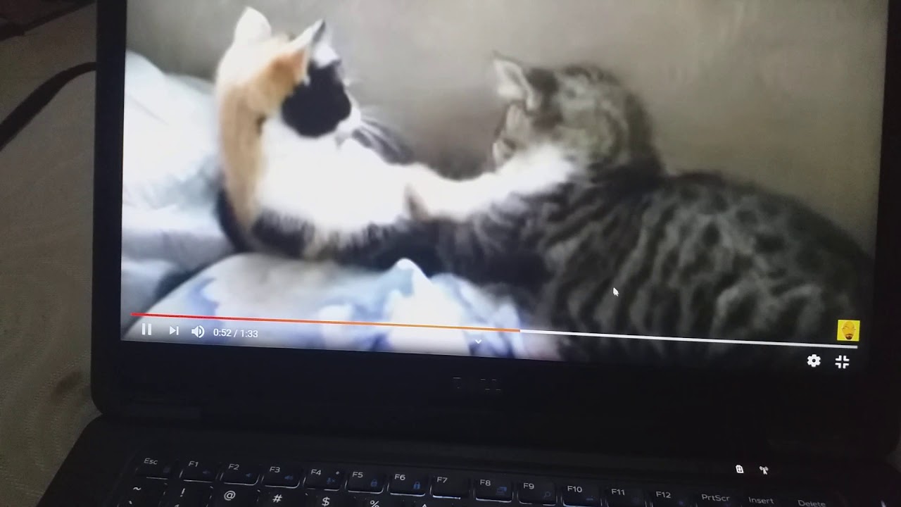 Kbd productions tv cat two - YouTube