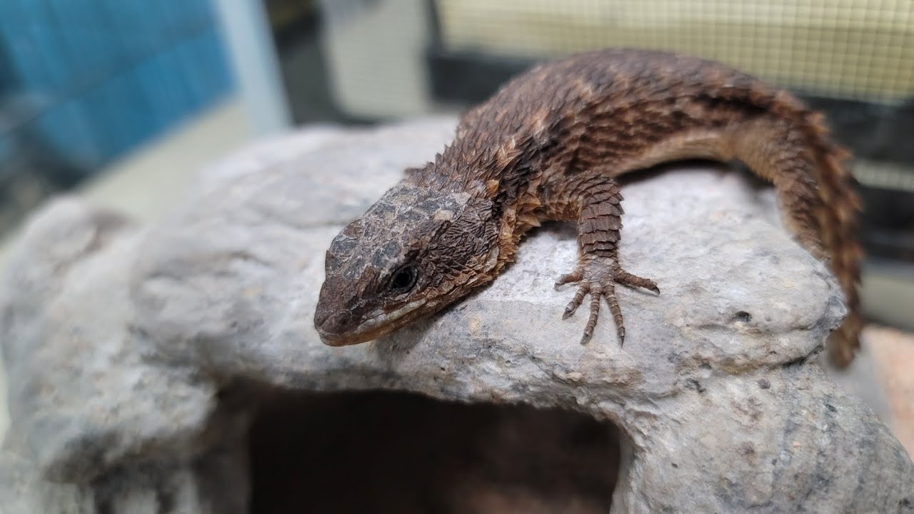 we got a new delivery of animals in today! see what's new! 08-25-22 ...