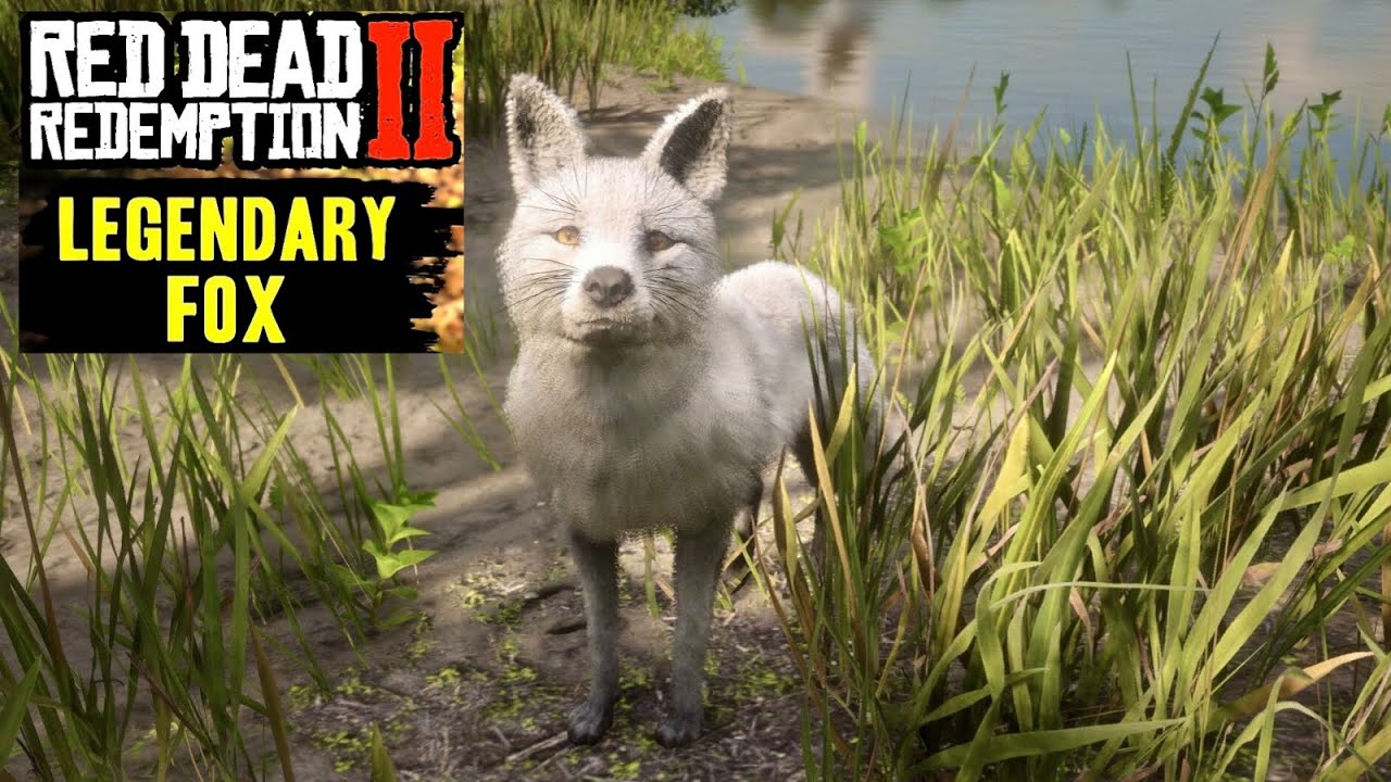Hunting the legendary Fox #rdr2 - YouTube