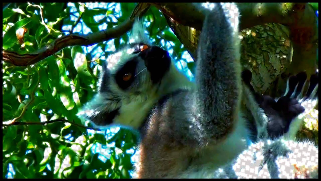 LEMUR CATTA'S SOUNDS - YouTube