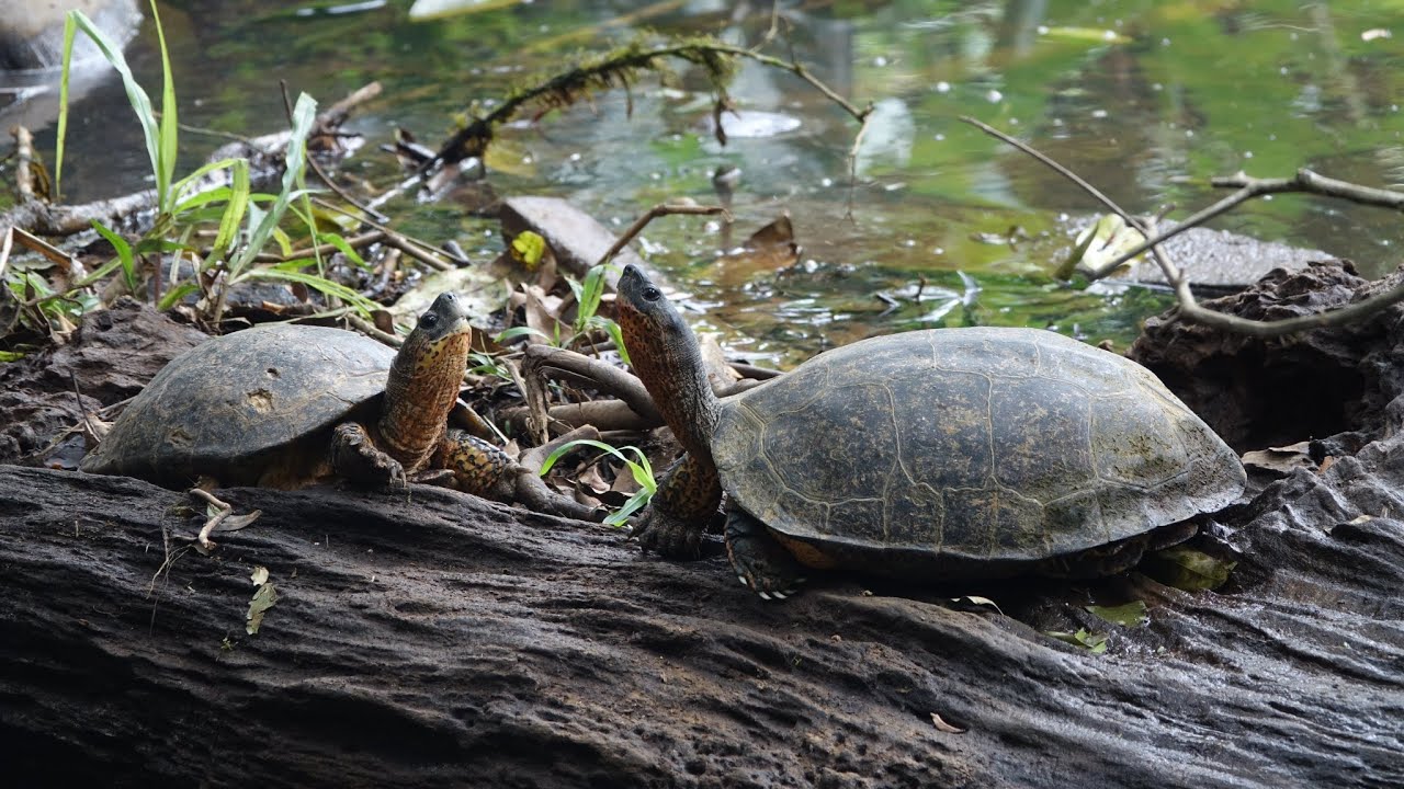 SELVA VERDE LODGE (2) - COSTA RICA - A NATURE WONDERLAND - YouTube