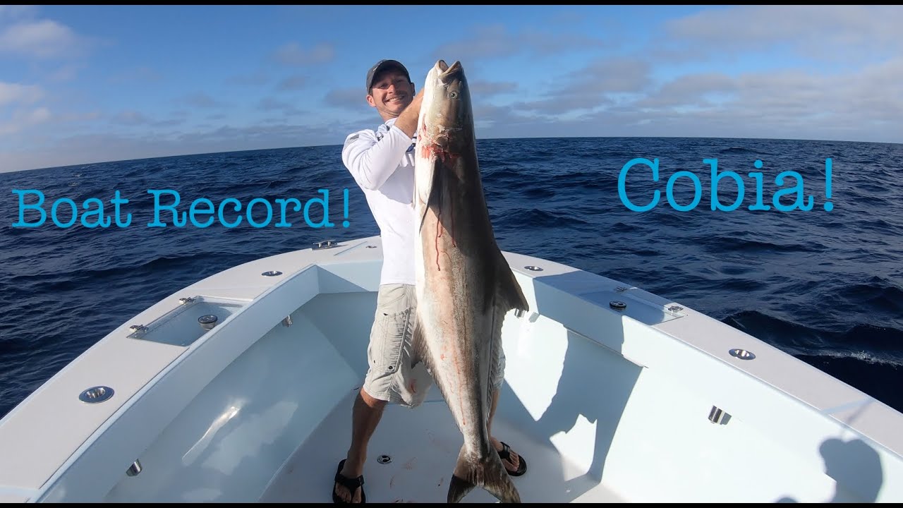 Huge Cobia in a 25 Latitude! - YouTube