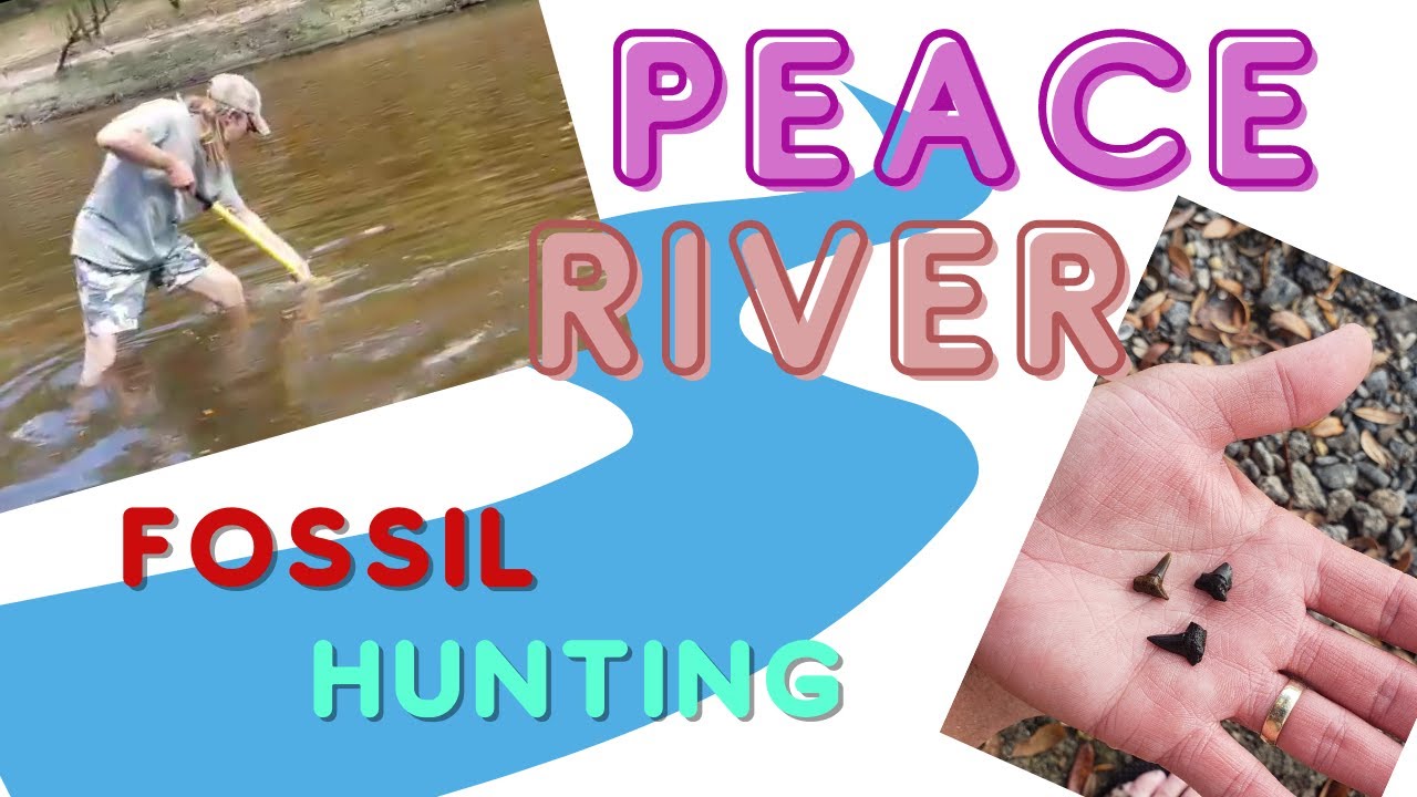 Fossil Hunting on Peace River!! #Peaceriverfossils, #fossils #megladon ...