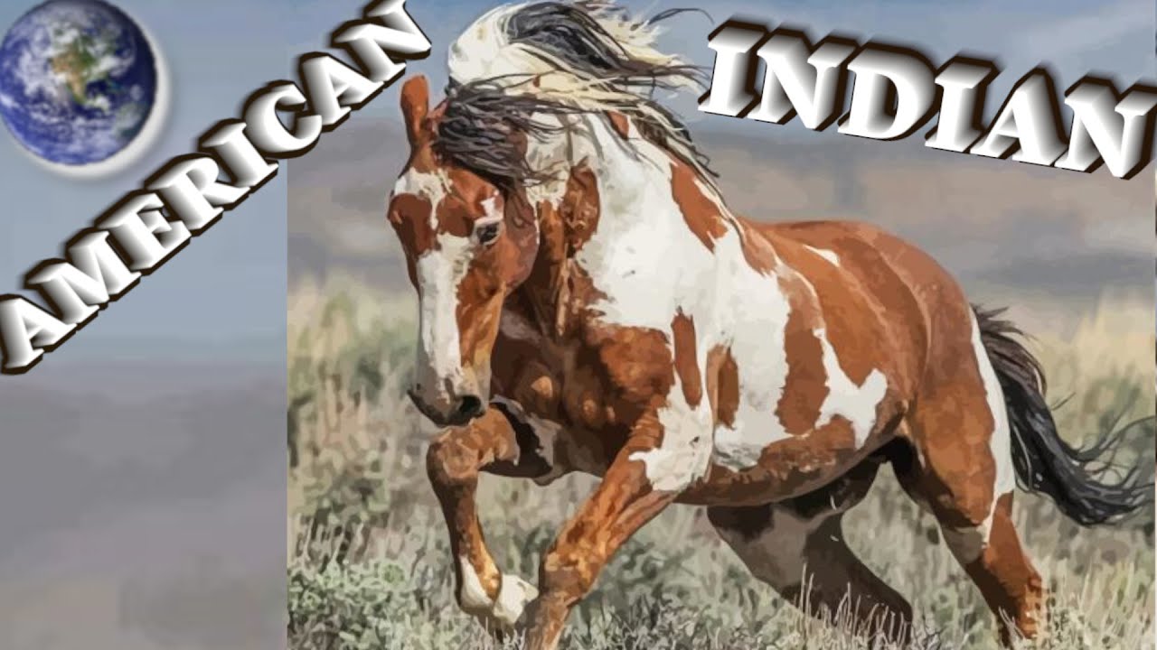 TOP Beautiful American Indian Horse in the World! - YouTube