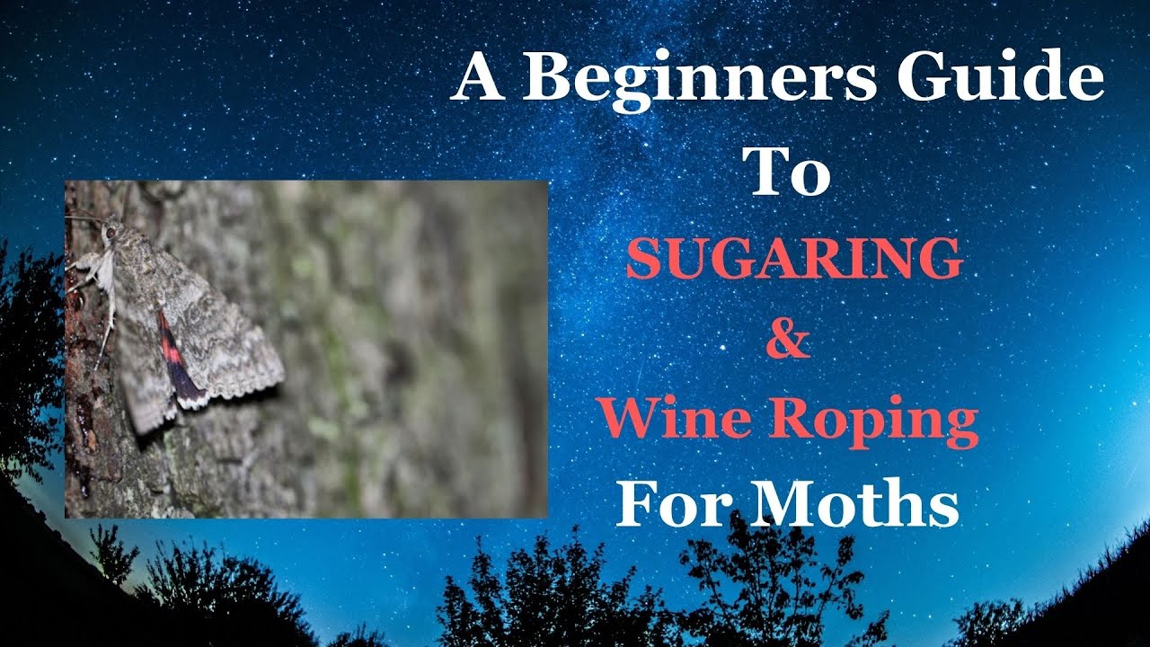 How to Attract more moths with the wonderful world of Sugaring & Wine ...
