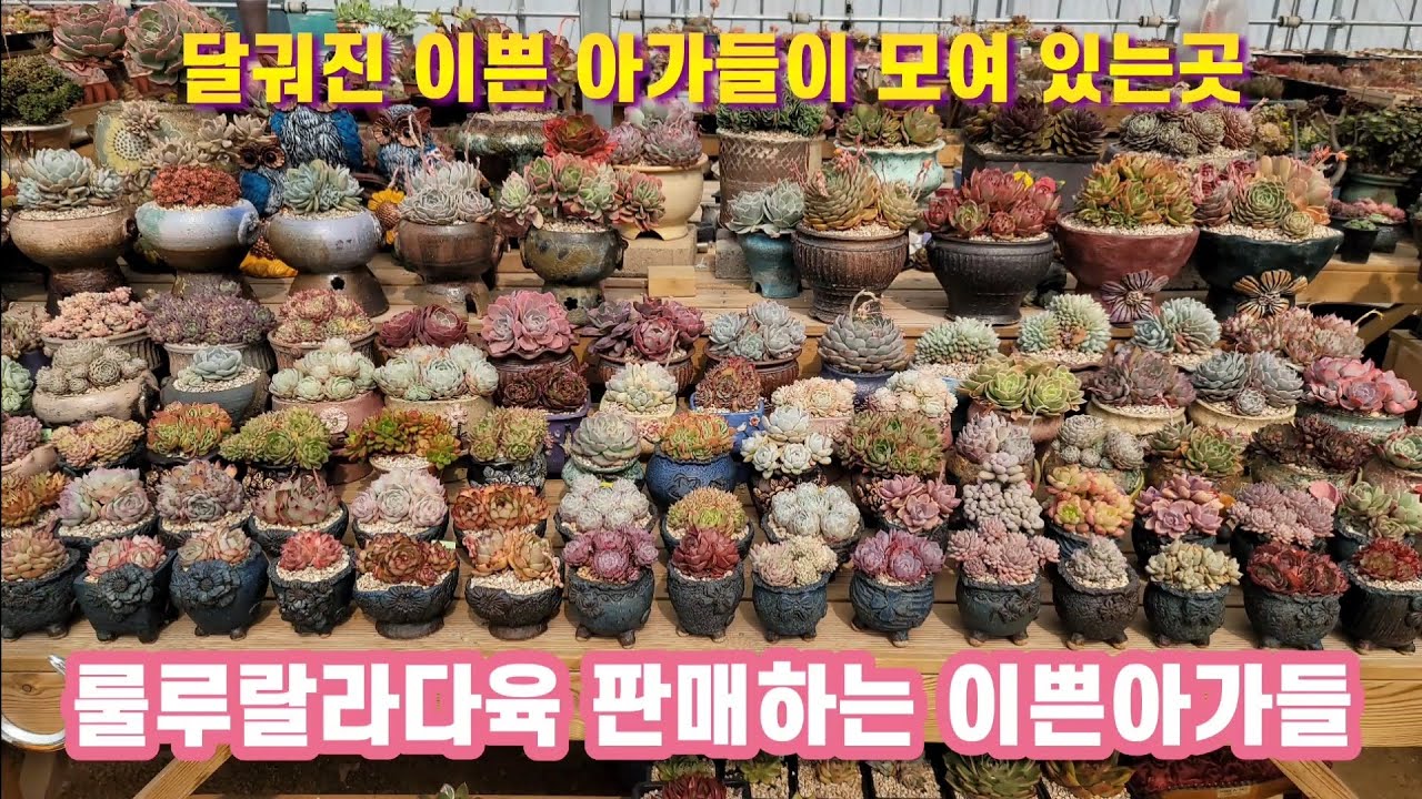 달궈진 묵둥이 군생 아가들 판매하는 룰루랄라다육 이쁜아가들 한자리에 분따로 식물따로 구매 가능한곳 묵둥이 국민이 창 판매