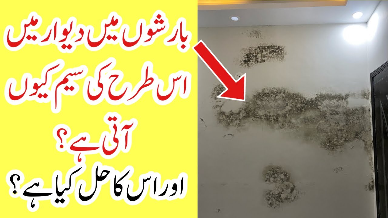 Wall water proofing in rainy season | wall dampness solution - YouTube