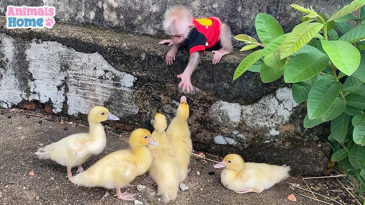 Naughty BiBi monkey teases baby ducks - YouTube