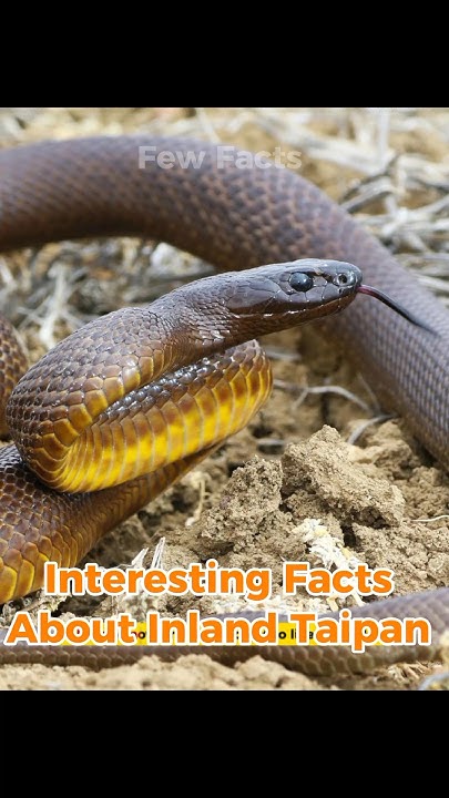 Interesting Facts About Inland Taipan #snake #shorts #inlandtaipan #fyp ...