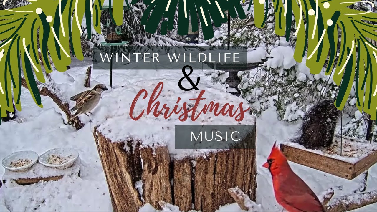 Squirrels and Birds in Falling Winter Snow with Holiday Music - YouTube