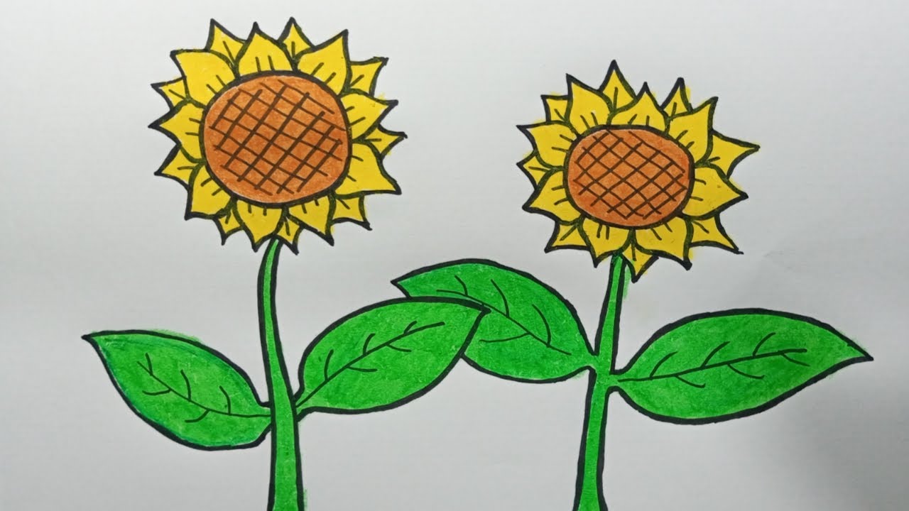 Cara menggambar bunga matahari yang mudah - YouTube