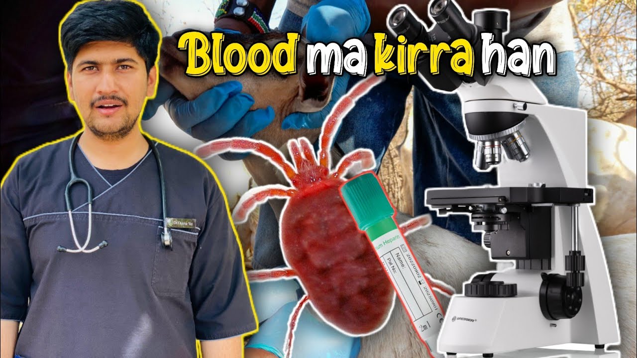 Blood Test of a Goat| Blood parasites present in blood - YouTube