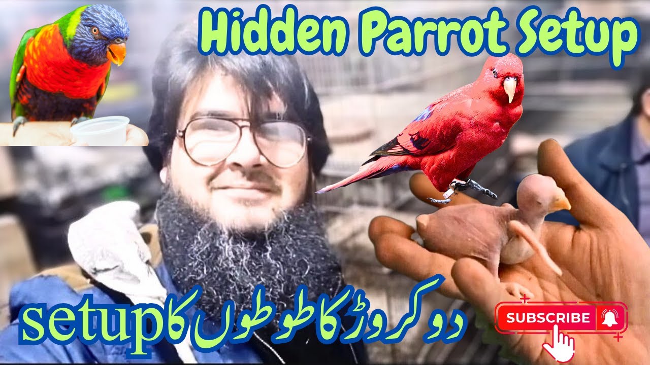 2 CRORE KA BIRDS SETUP TOUR Exoticbirds polar parrot setup - YouTube