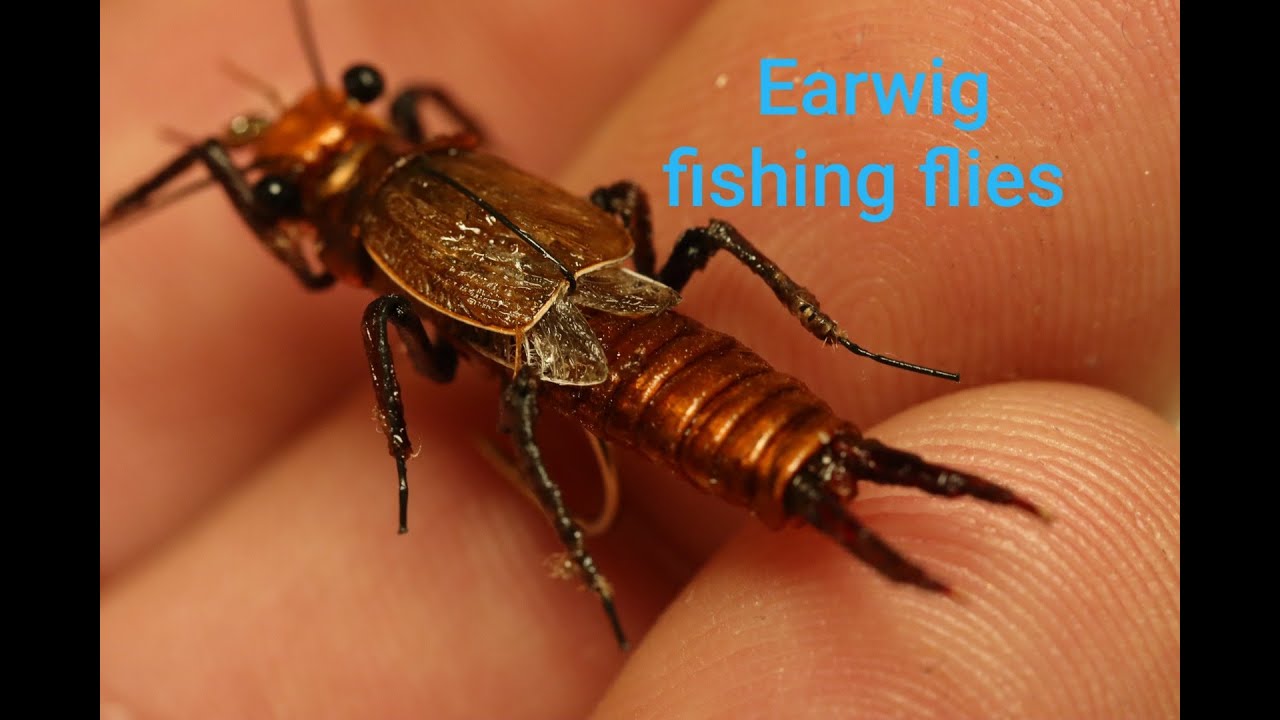 Earwig flies for fishing - YouTube