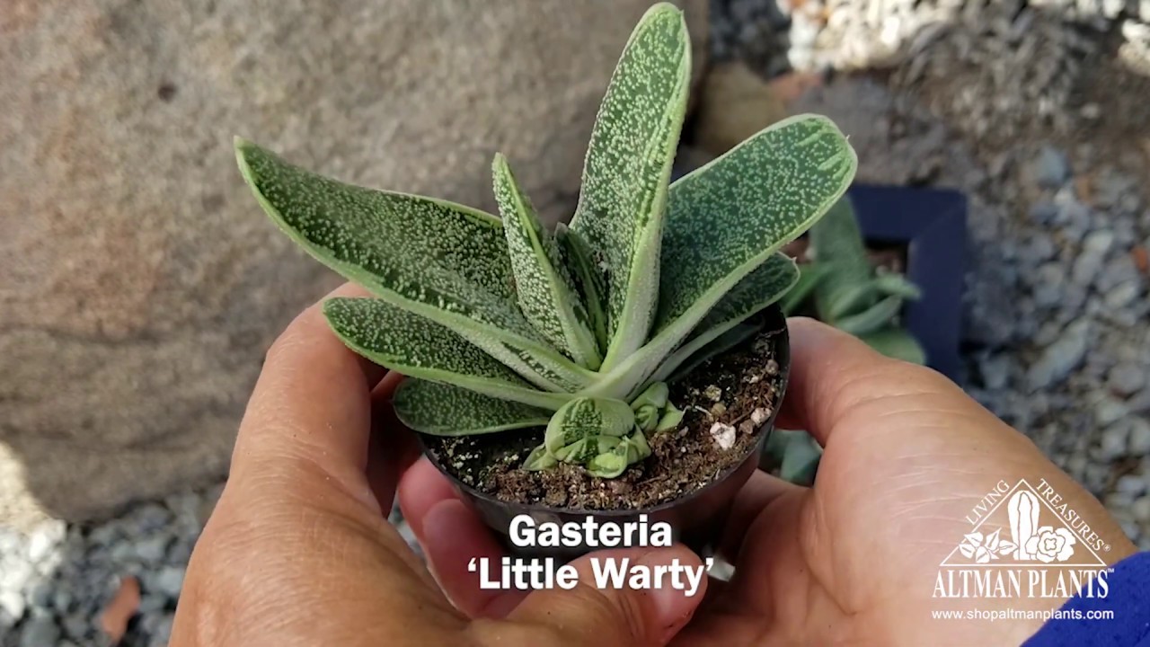 Quick Peek: Gasteria ‘Little Warty’ - YouTube
